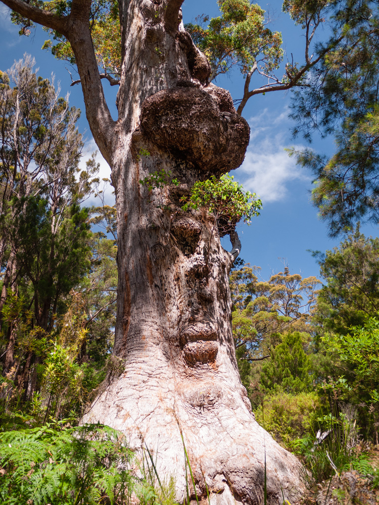Walpole-Nornalup National Park – Urban Earth Consulting