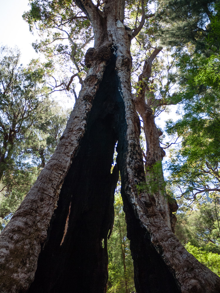 Walpole-Nornalup National Park – Urban Earth Consulting