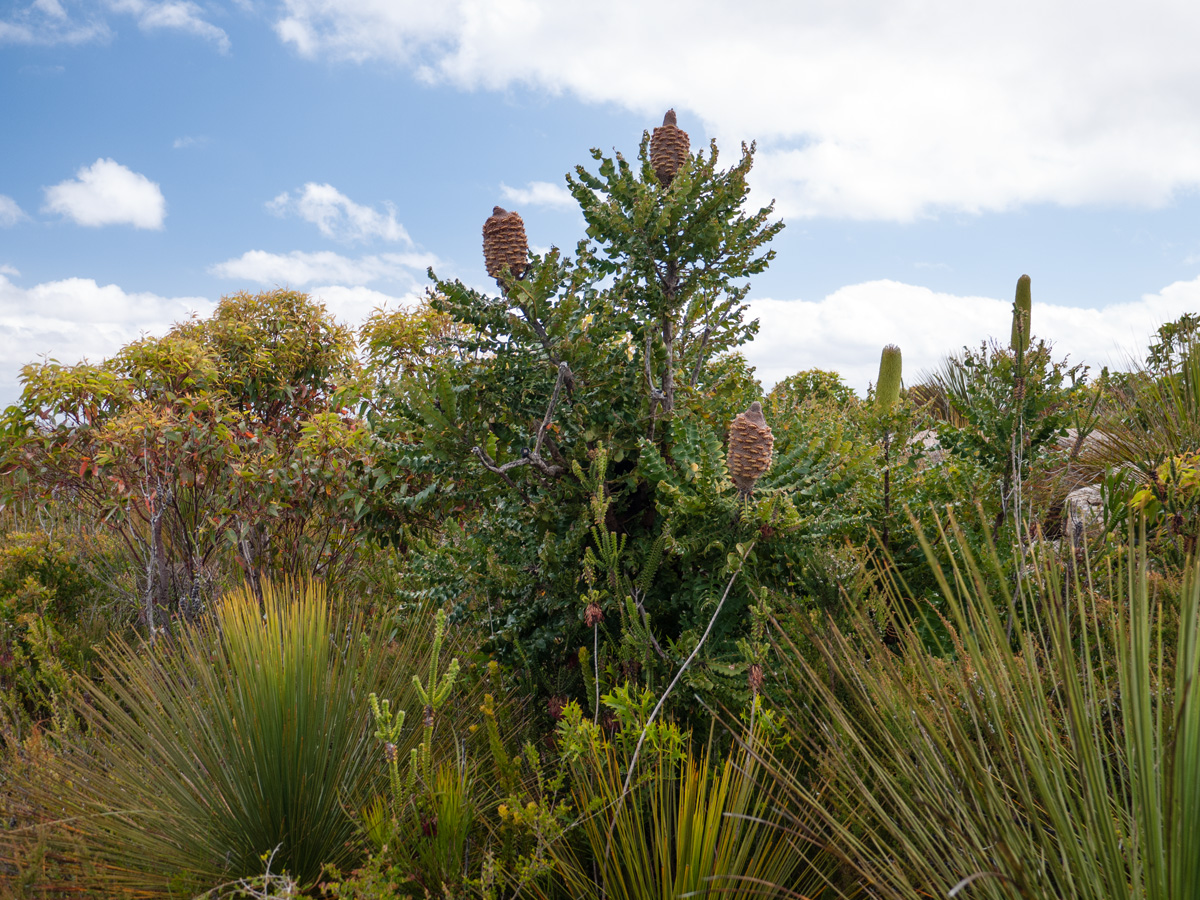 Mount Lindesay National Park – Urban Earth Consulting