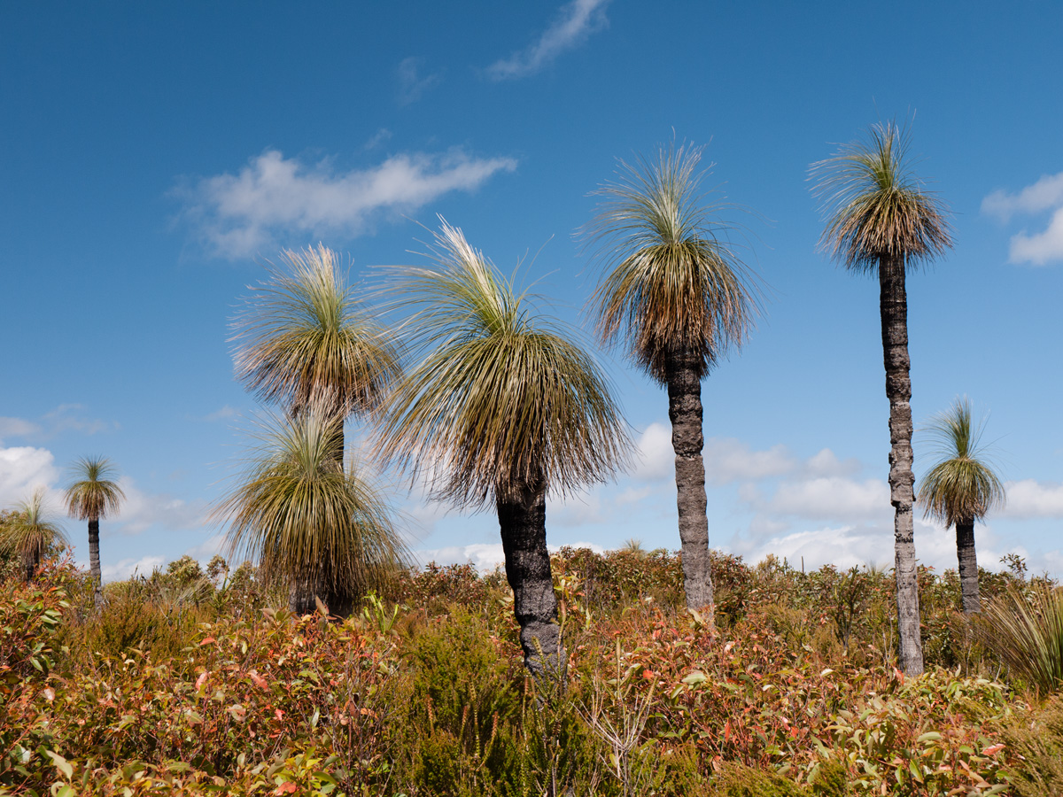 Mount Lindesay National Park – Urban Earth Consulting