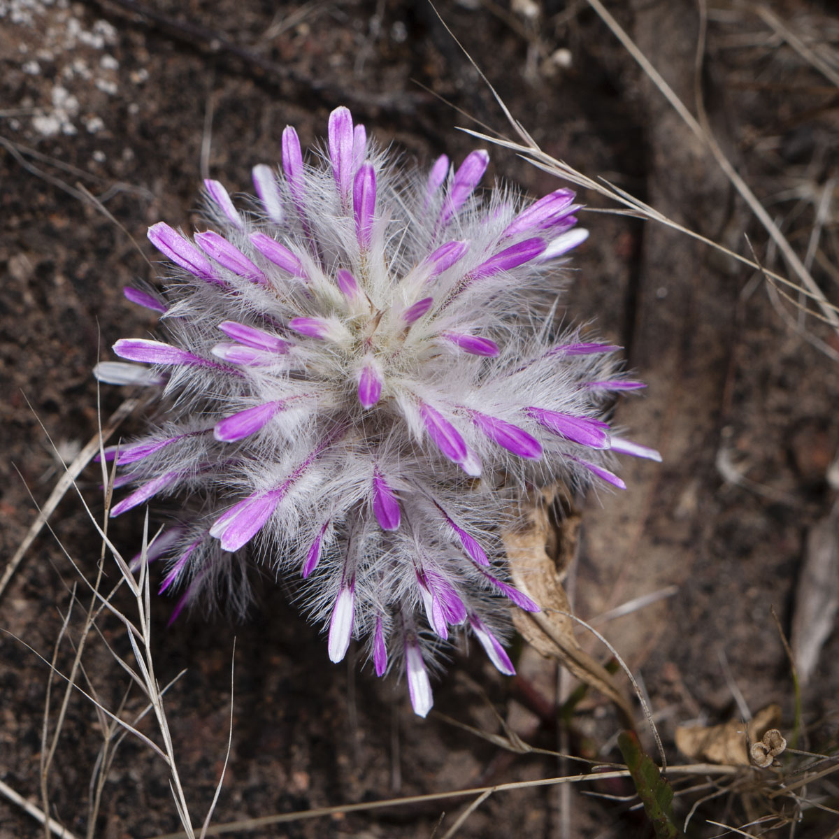 Avon Valley National Park – Urban Earth Consulting