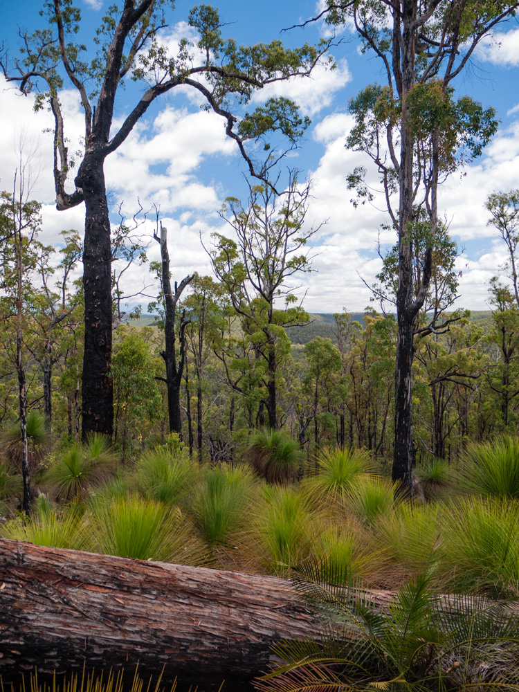 Lane Poole Reserve – Urban Earth Consulting
