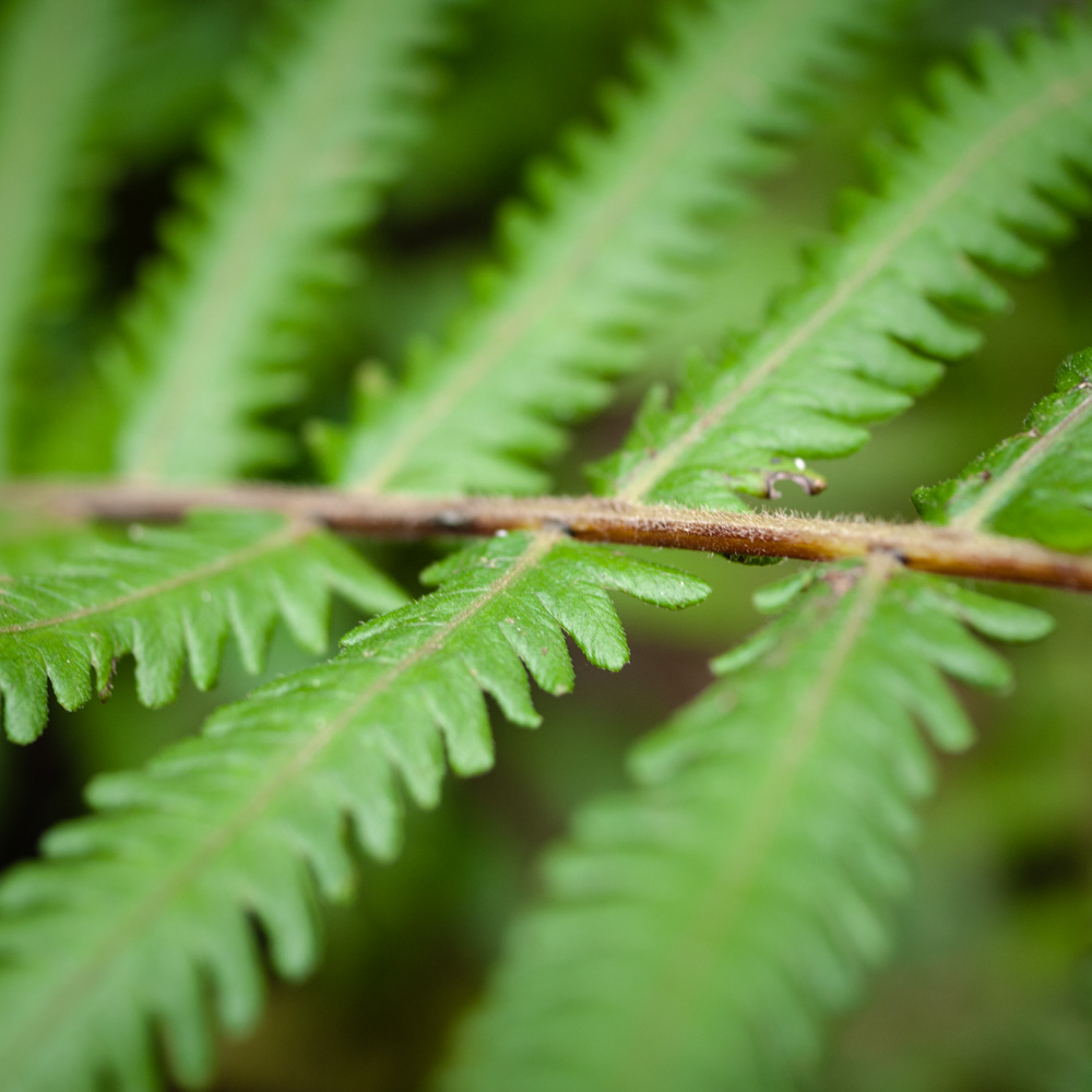 Killen Falls Nature Reserve – Urban Earth Consulting