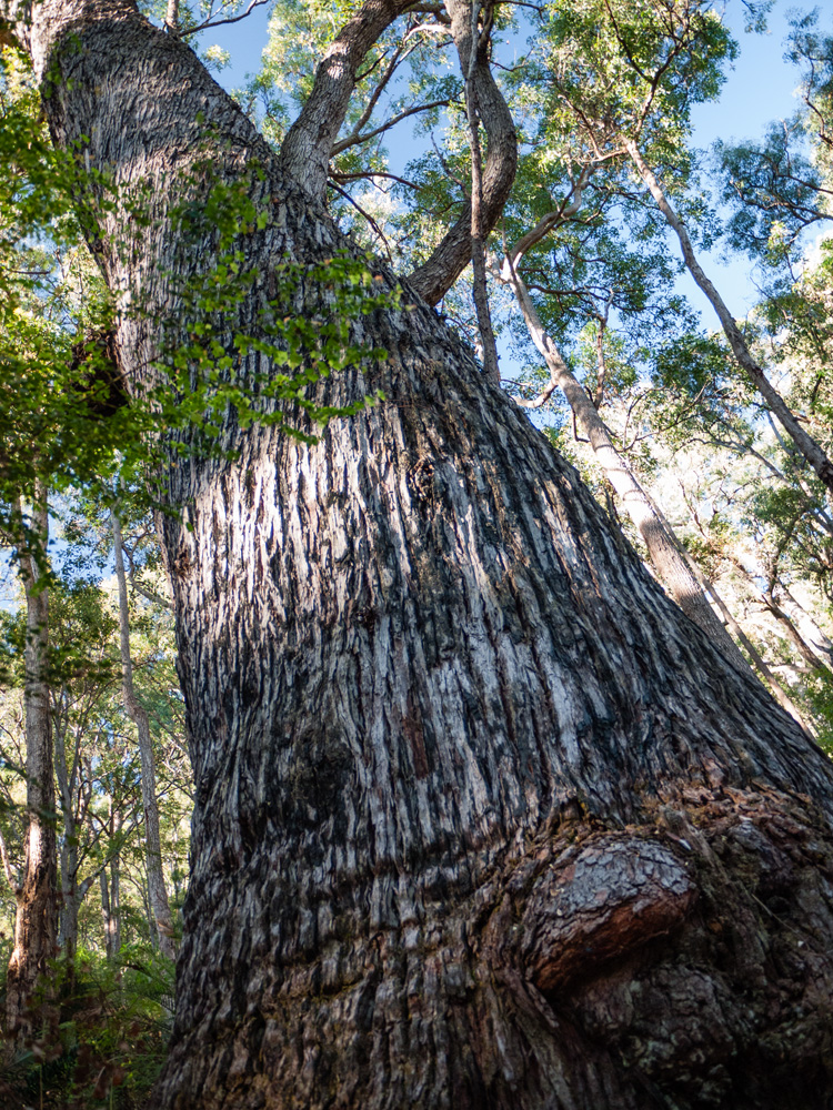 Lane Poole Reserve – Urban Earth Consulting
