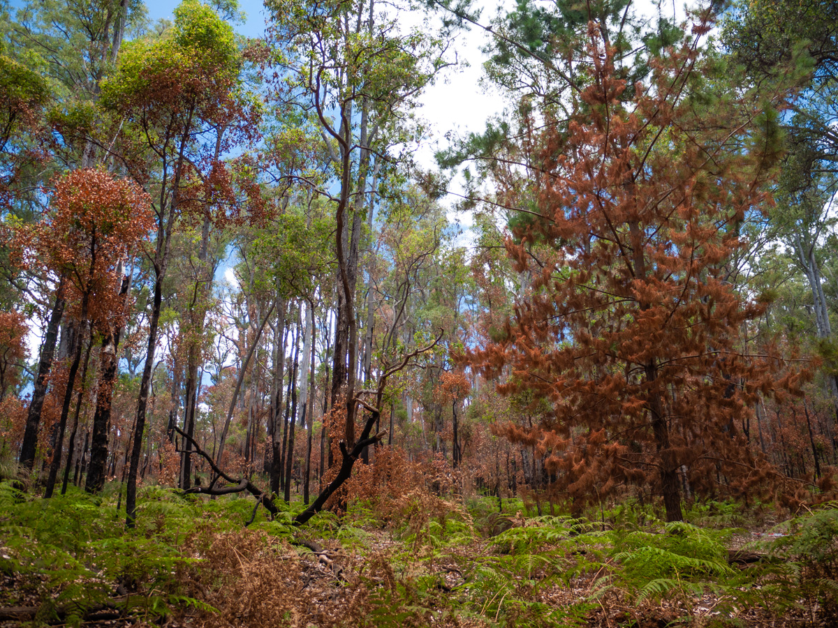 Lane Poole Reserve – Urban Earth Consulting